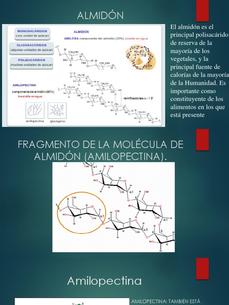 Amilosa y Almidon | PDF | Almidón | Sustancias químicas