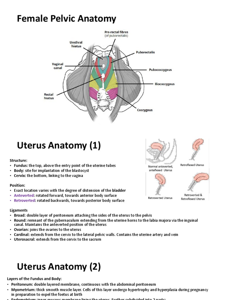 A Comprehensive Overview of the Female Reproductive System: Anatomy ...