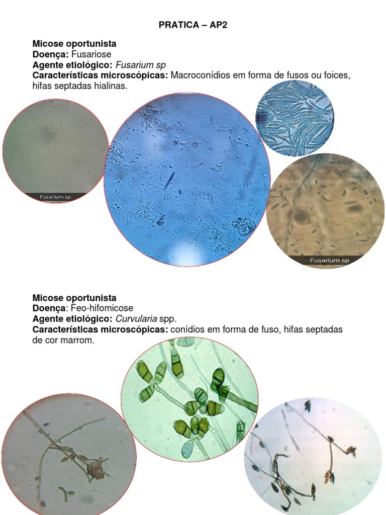 Pratica Mico | PDF | Micologia | Fungo
