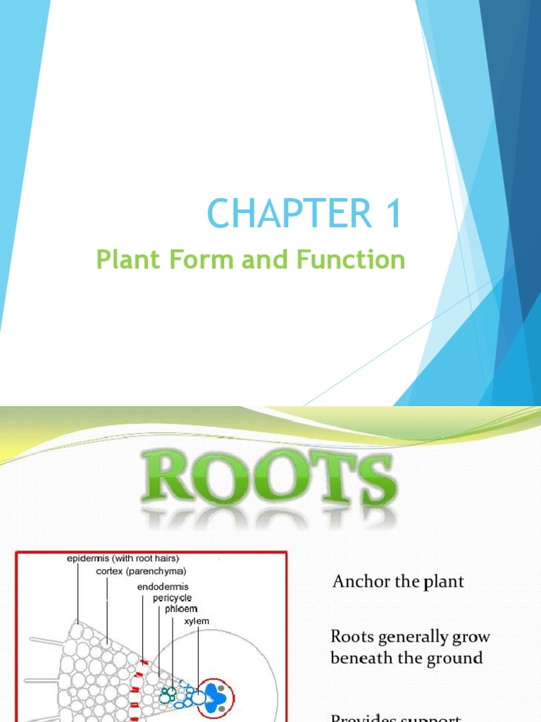 Plant Form and Function | PDF | Plant Nutrition | Metabolism