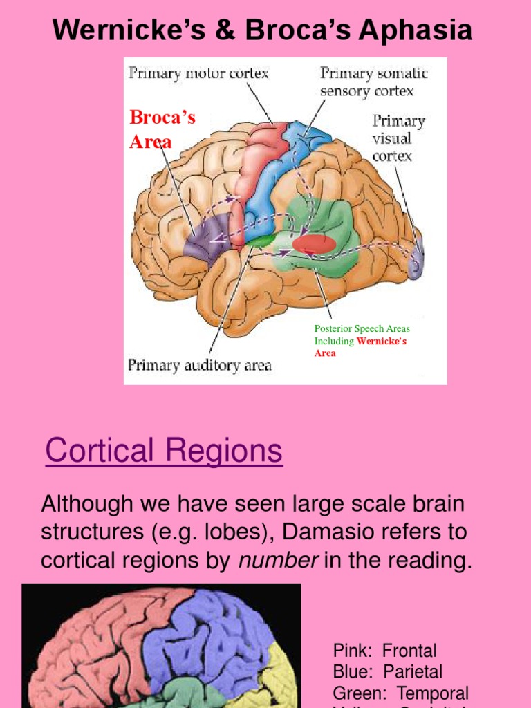 Wernicke's & Broca's Aphasia | PDF | Speech | Aphasia
