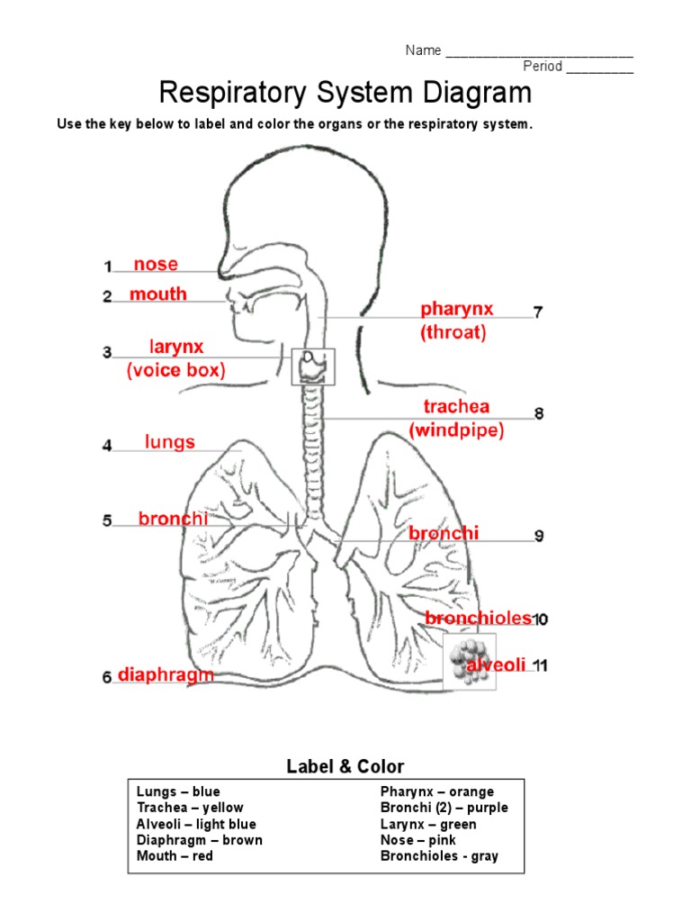 Respiratory System Coloring Page