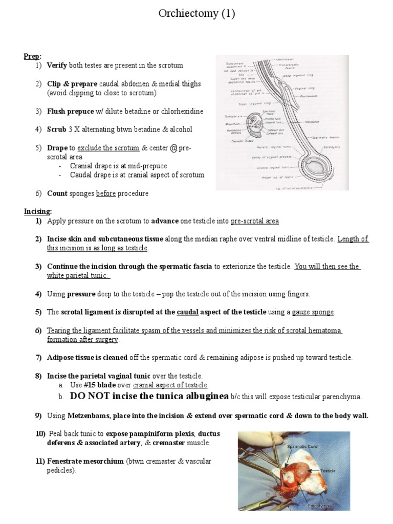 DO NOT Incise The Tunica Albuginea | PDF | Testicle | Surgical Suture