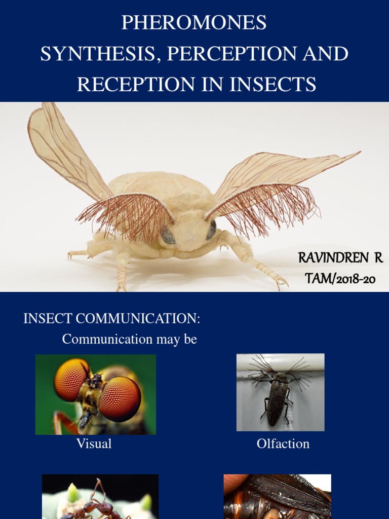 Pheromones Synthesis Perception and Reception in Insects | Download ...