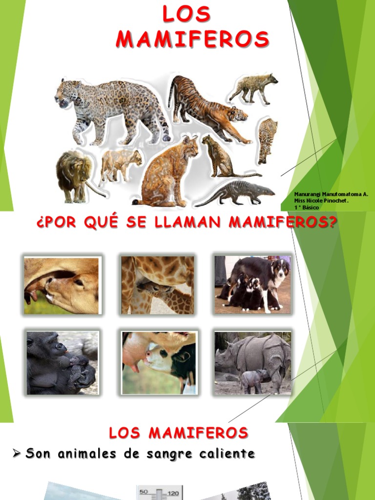 Los Mamiferos | PDF