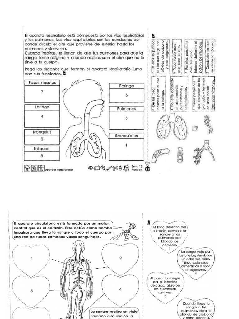Ciencias Sistemas | PDF