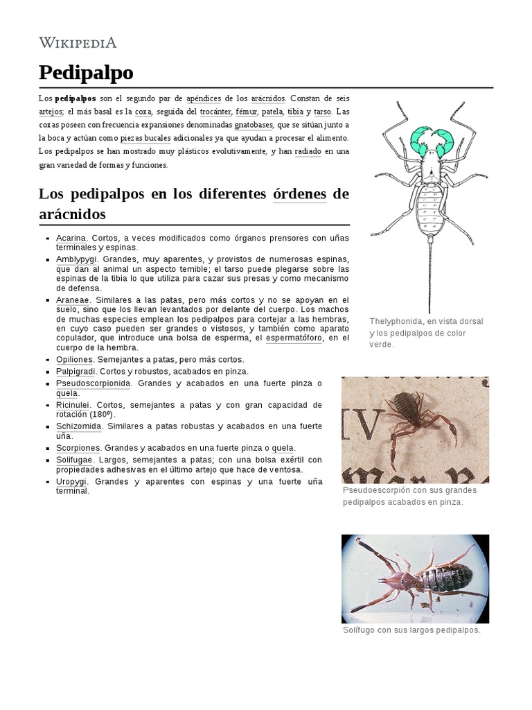 Pedipalpo | PDF | Arácnidos | Araña