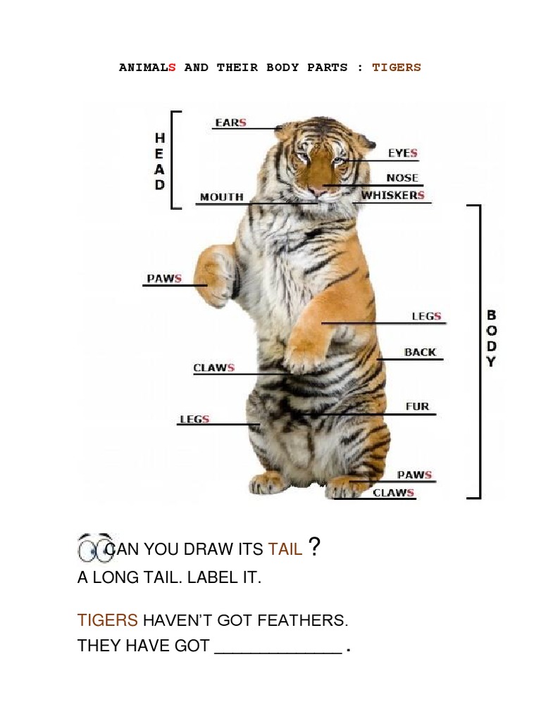 Animals and Their Body Parts Tigers - 103729 | PDF