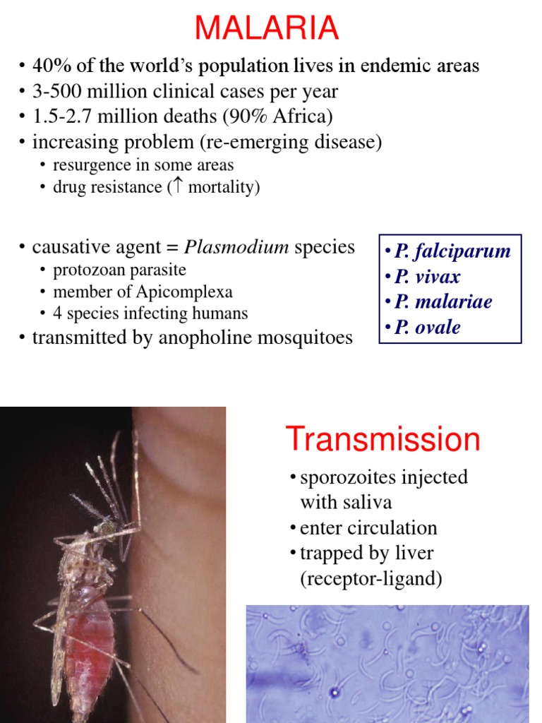 Malaria | PDF | Malaria | Plasmodium Falciparum