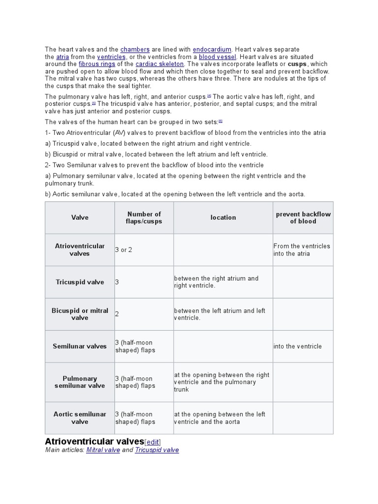 The Heart Valves | PDF | Heart Valve | Ventricle (Heart)