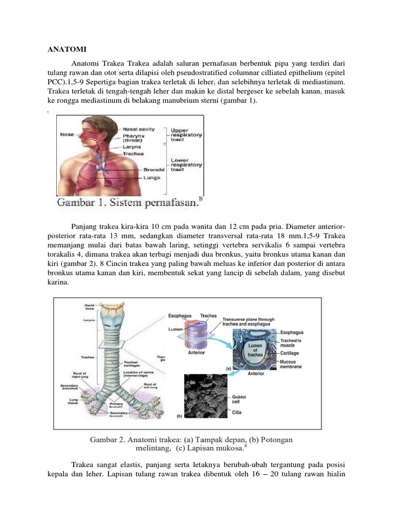 Anatomi Trakea | PDF