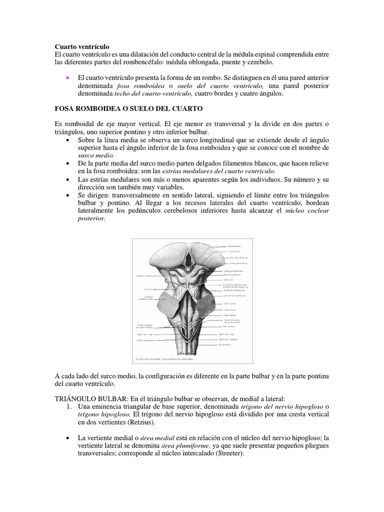 La anatomía del cuarto ventrículo: estructuras y relaciones | PDF ...