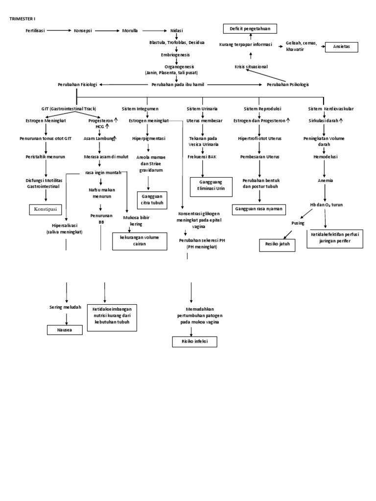 Woc Prenatal Trimester 123 | PDF