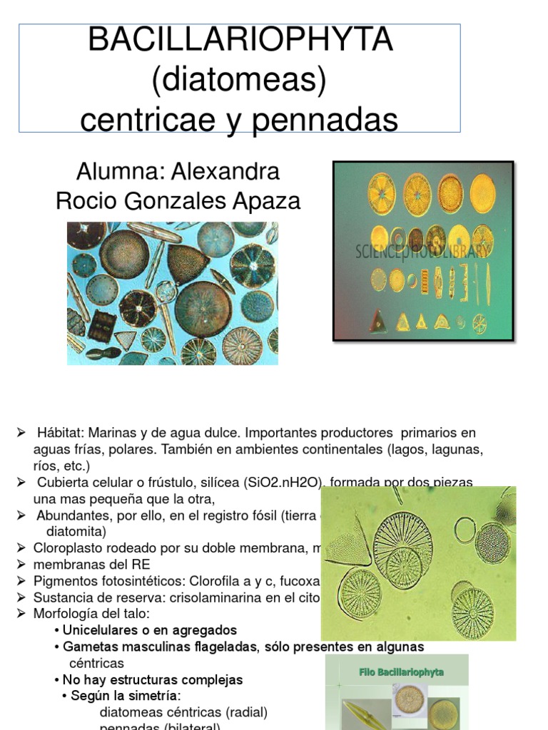 BACILLARIOPHYTA (Diatomeas) | PDF | Biología Celular) | Biología