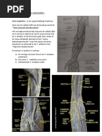 Processus Styloideus Ulnae - Wikipedia | PDF
