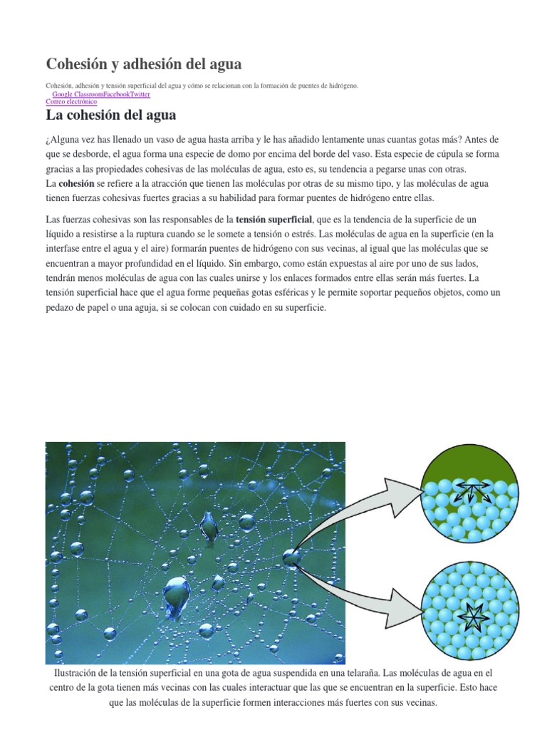 Cohesión y Adhesión Del | PDF | Adhesión | Fuerza intermolecular