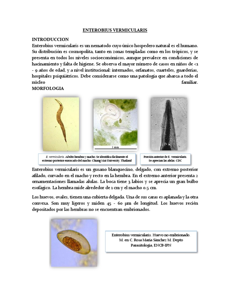 Enterobius Vermicularis Resumen Ejecutivo | PDF | Inmunología ...