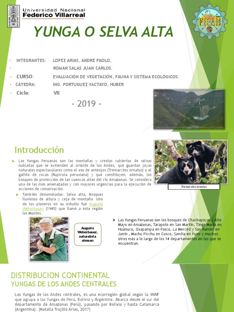 Yunga 01 | PDF | Perú | Ecología