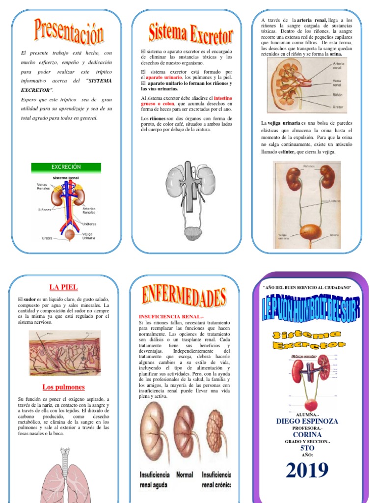 Triptico Del Sistema Excretor | Sistema urinario | Riñón
