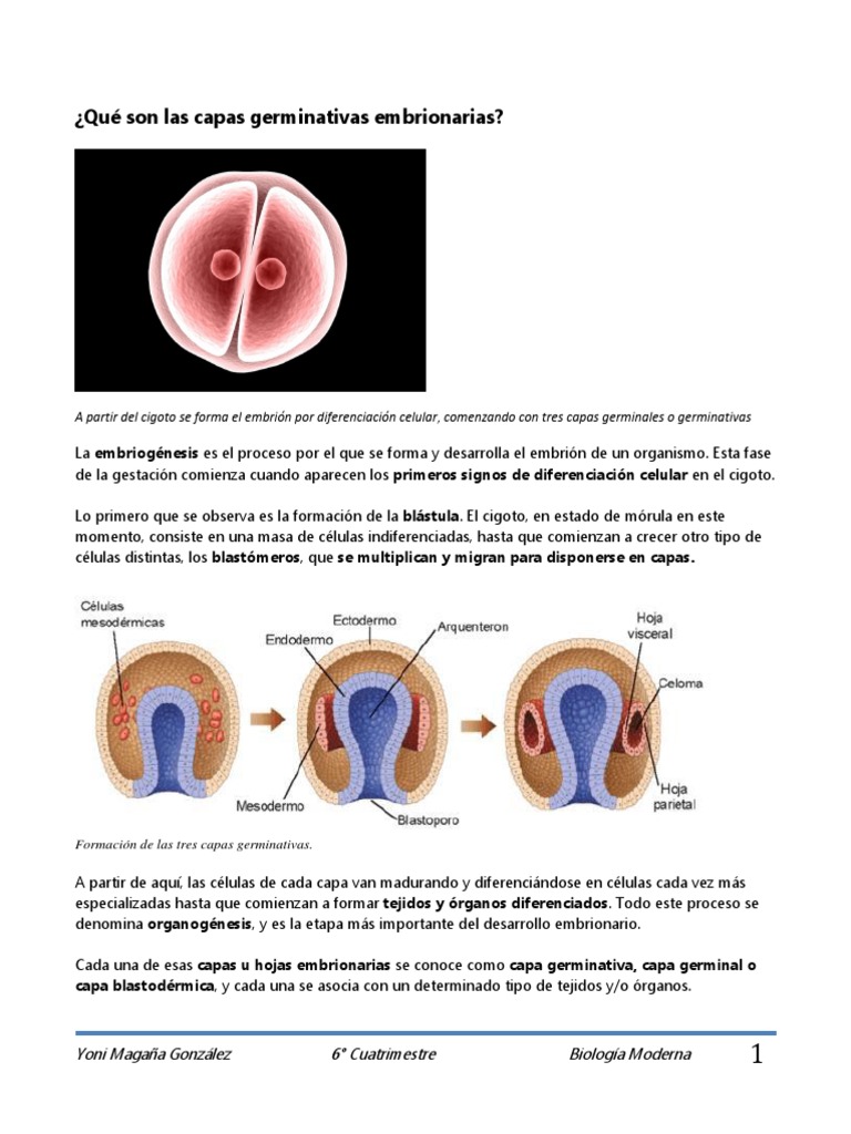 Capa Embrionaria | PDF | Tejido (biología) | Anatomía