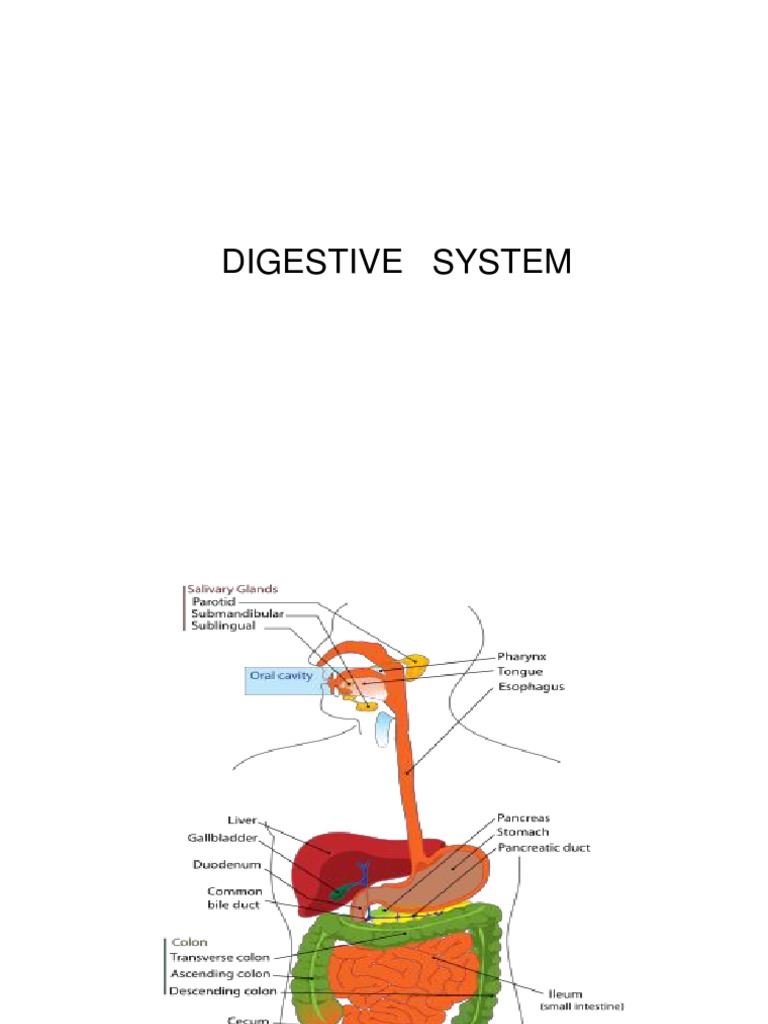 Medical | PDF | Stomach | Gastrointestinal Tract