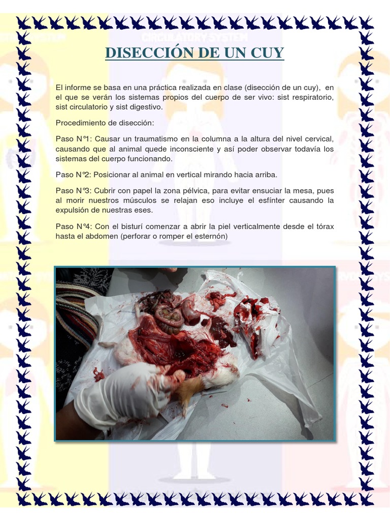 Disección de Un Cuy | PDF | Sistema digestivo humano | Órgano (anatomía)