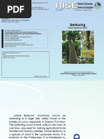 Buri Fiber - Nature and Uses | PDF | Textiles | Trees