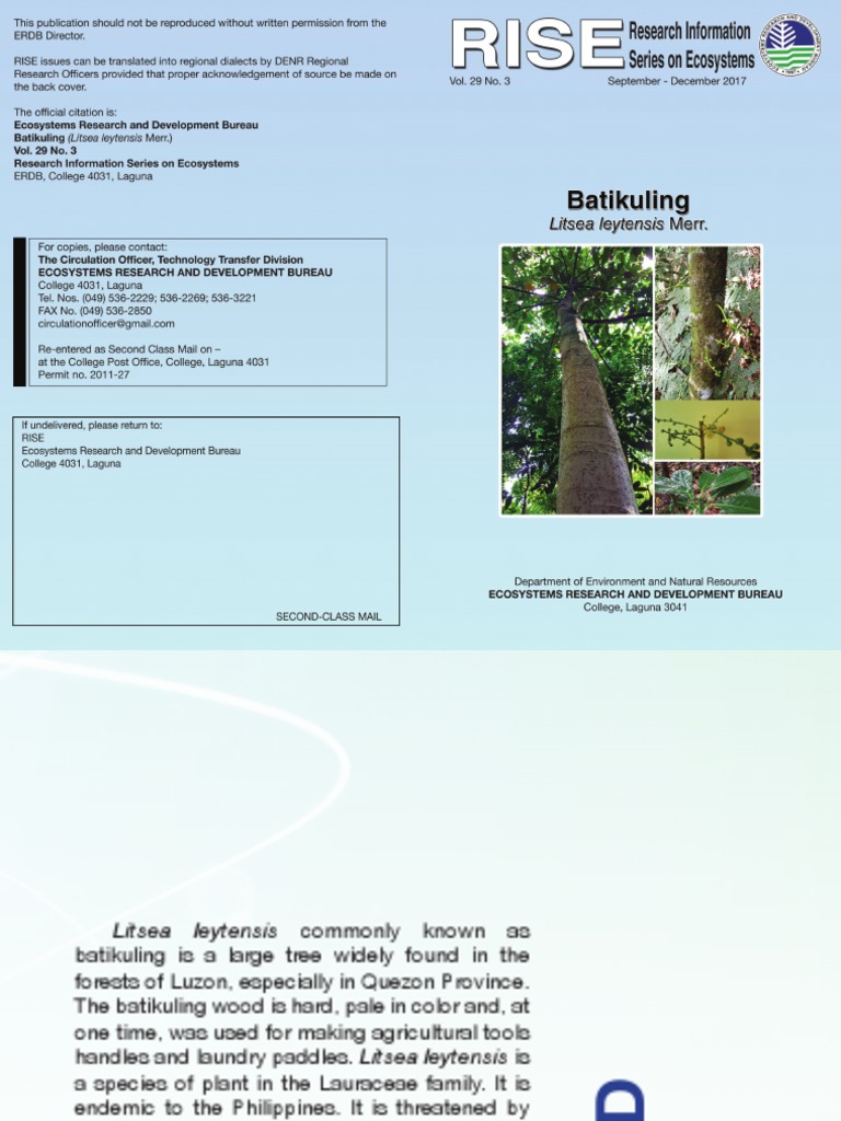 RISE Issue - Batikuling | PDF | Leaf | Seed