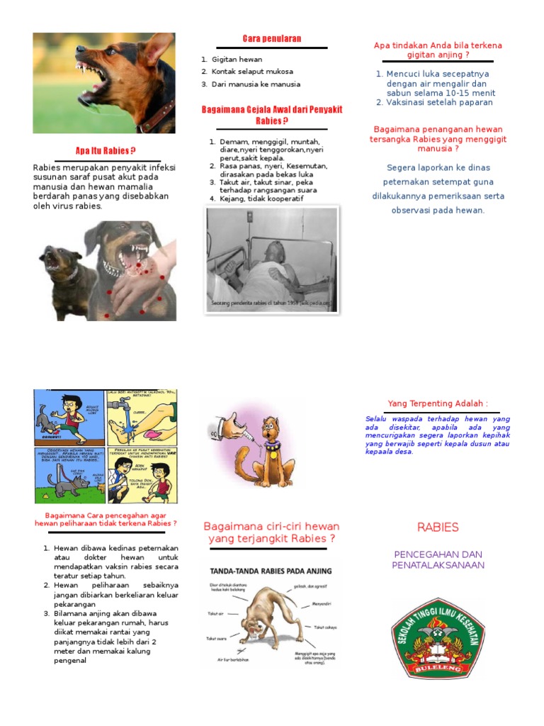 Leaflet Rabies | PDF