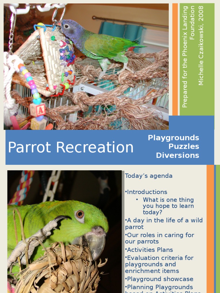 Parrot Recreation: Playgrounds, Puzzles, Diversions | PDF | Parrot | Senses