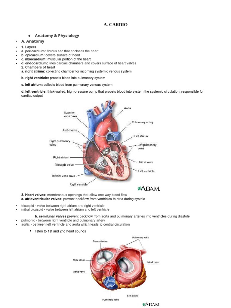 A. Cardio: Anatomy & Physiology - A. Anatomy | PDF | Heart | Atrium (Heart)