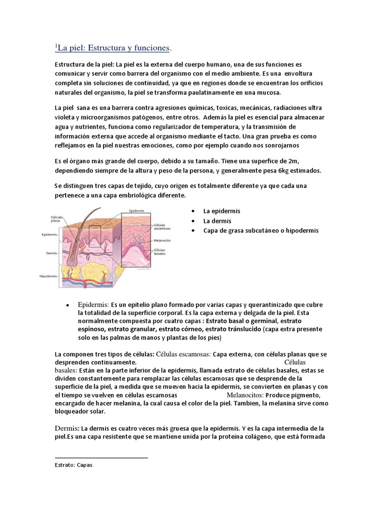 La Piel Pdf Piel Epidermis