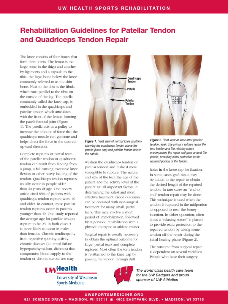 Rehabilitation Guidelines For Patellar Tendon and Quadriceps Tendon ...