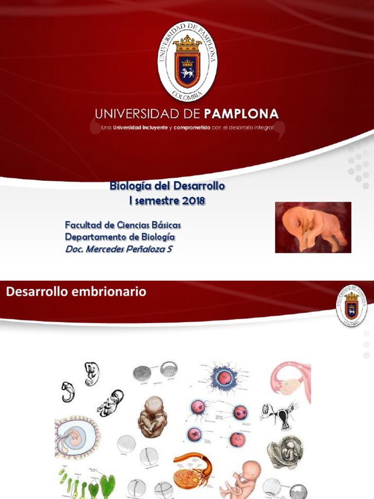 1-Presentacion Biología Del Desarrollo | PDF | Biología del desarrollo ...