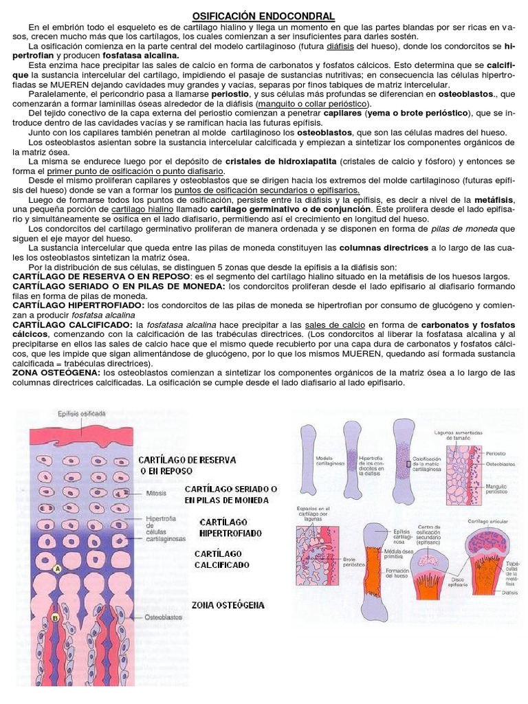 Osificación Endocondral | PDF | Cartílago | Hueso