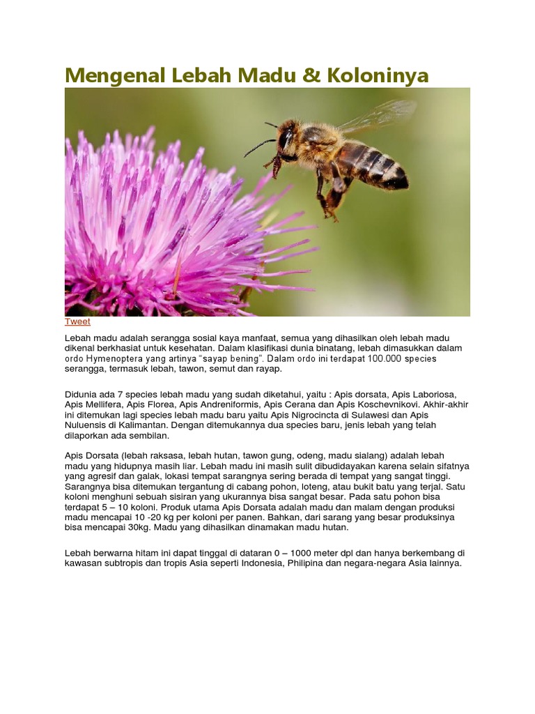 Mengenal Lebah Madu | PDF | Kesehatan Holistik