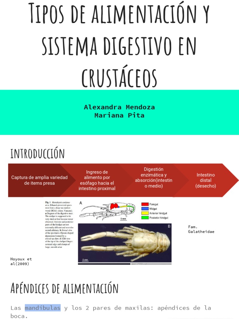 Digestión y alimentación en crustáceos | PDF | Digestión | Sistema ...