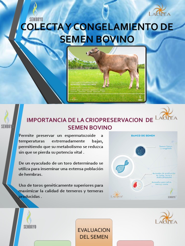 Congelamiento de Semen Bovino | PDF | Semen | Vacas