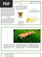 Anatomía y Fisiología de Los Peces Teleósteos | PDF | Vena | Pescado