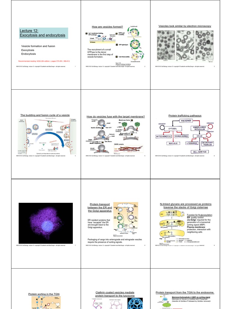 Exocytosis and Endocytosis: How Are Vesicles Formed? Vesicles Look ...