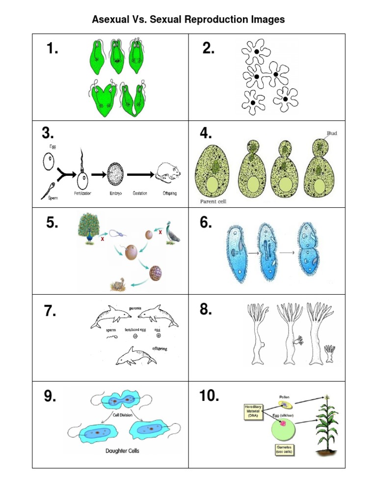 Asexual vs. Sexual Reproduction Guide | PDF