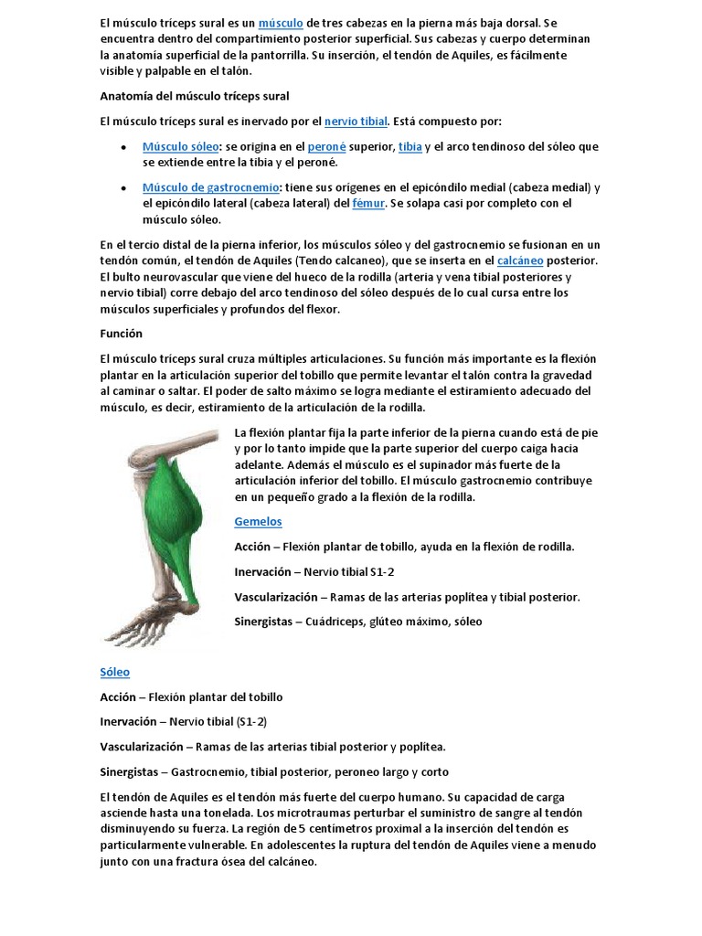 El Músculo Tríceps Sural | PDF | Rodilla | Tobillo