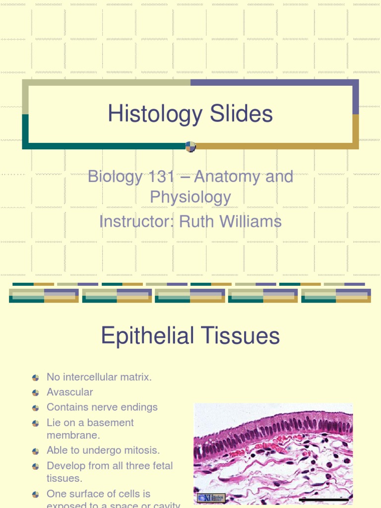Epithelial Tissue Slides