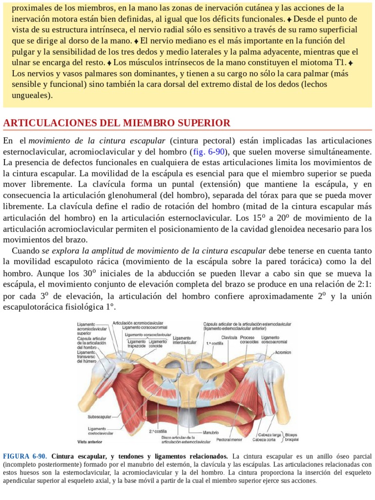 Articulaciones MS Moore PDF | PDF | Codo | Hombro