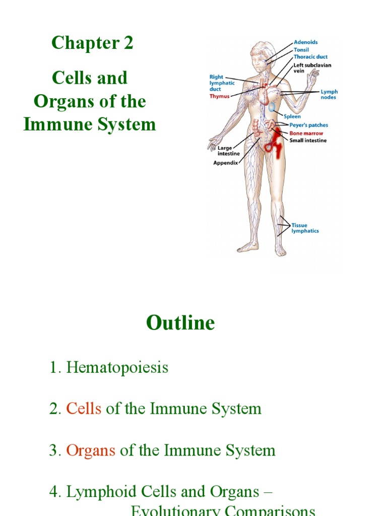 Chapter 2 Cells and Organs of The Immune System PDF | PDF | Lymphatic ...