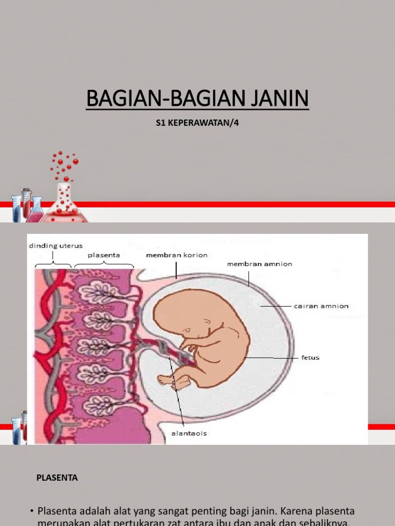 Bagian Bagian Janin | PDF