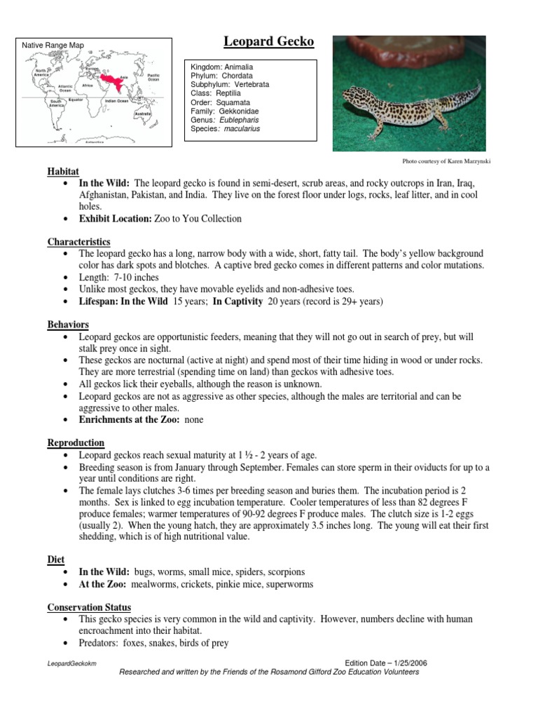 Leopard Gecko | PDF | Organisms | Nature