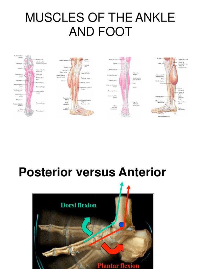 Ankle Muscles | PDF | Foot | Ankle