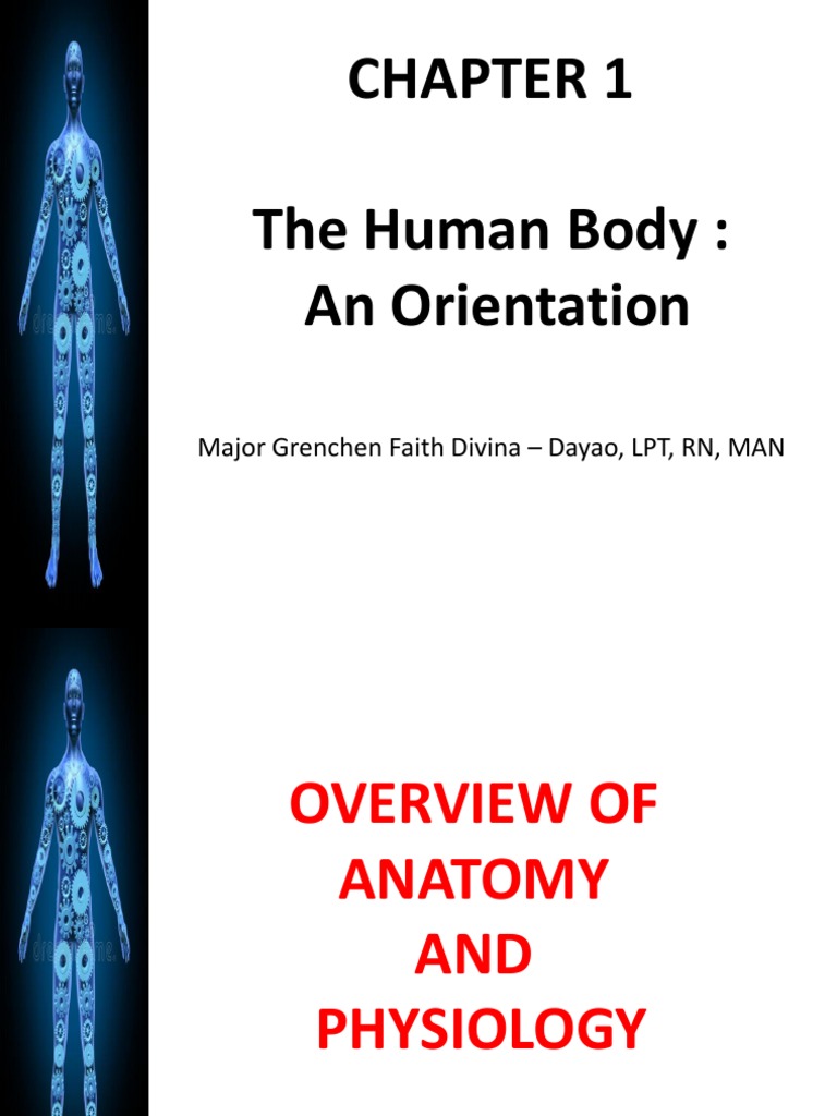 1 Anatomy SC | PDF | Lymphatic System | Human Body