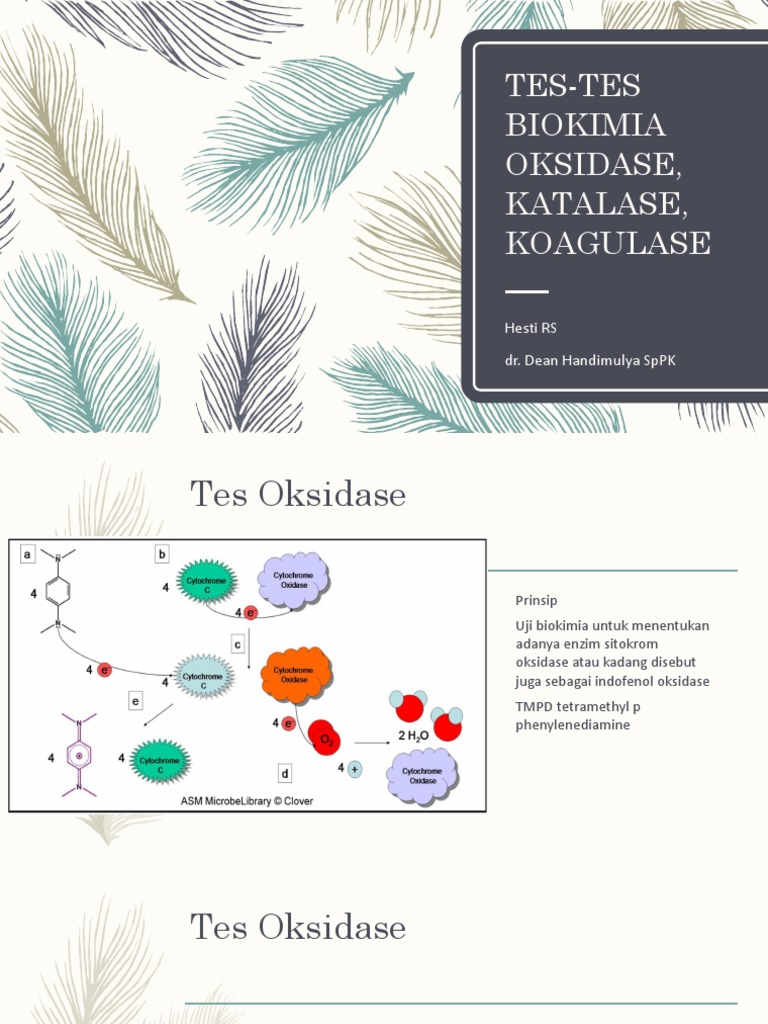 Tes Koagulase Katalase Oksidase | PDF | Memasak, Makanan, & Anggur ...